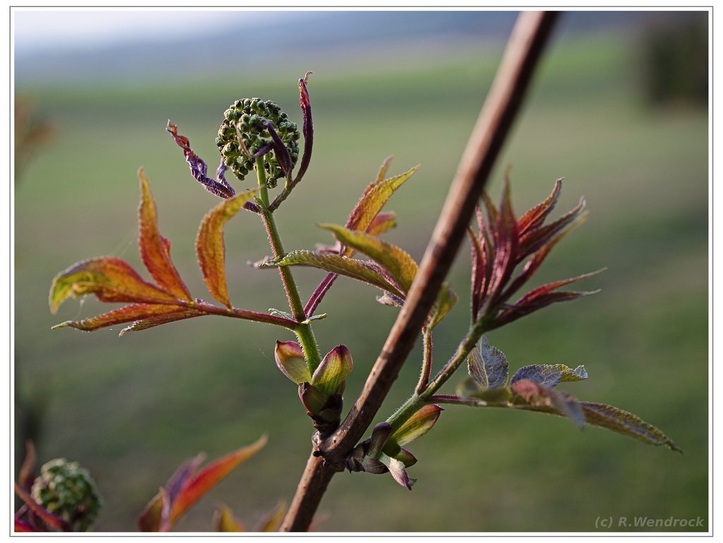 Hirschholunder | ERZGEBIRGSFOTOS